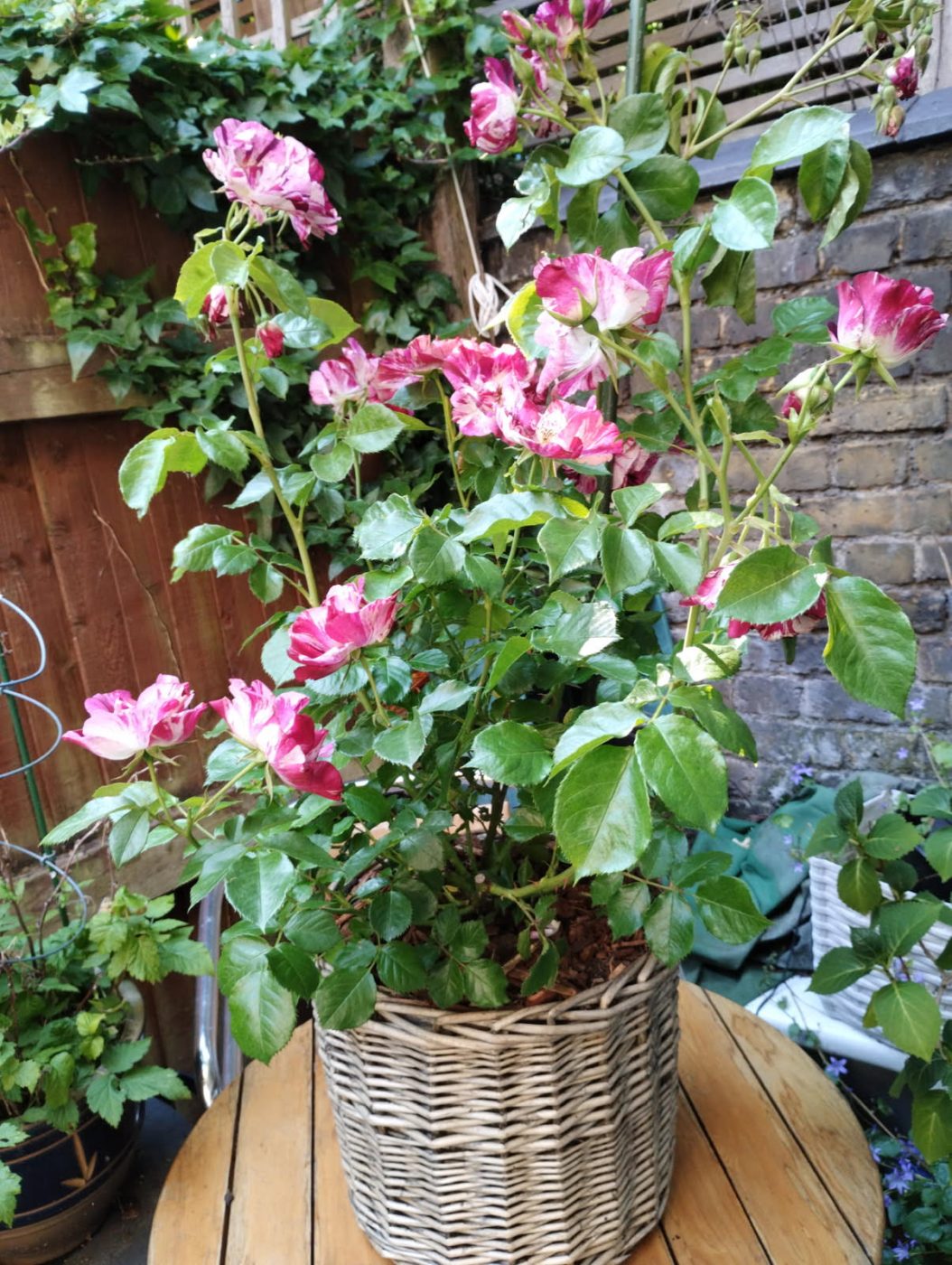 Oh Wow Rose - Striped Roses - Sustainable Gifts - English Roses